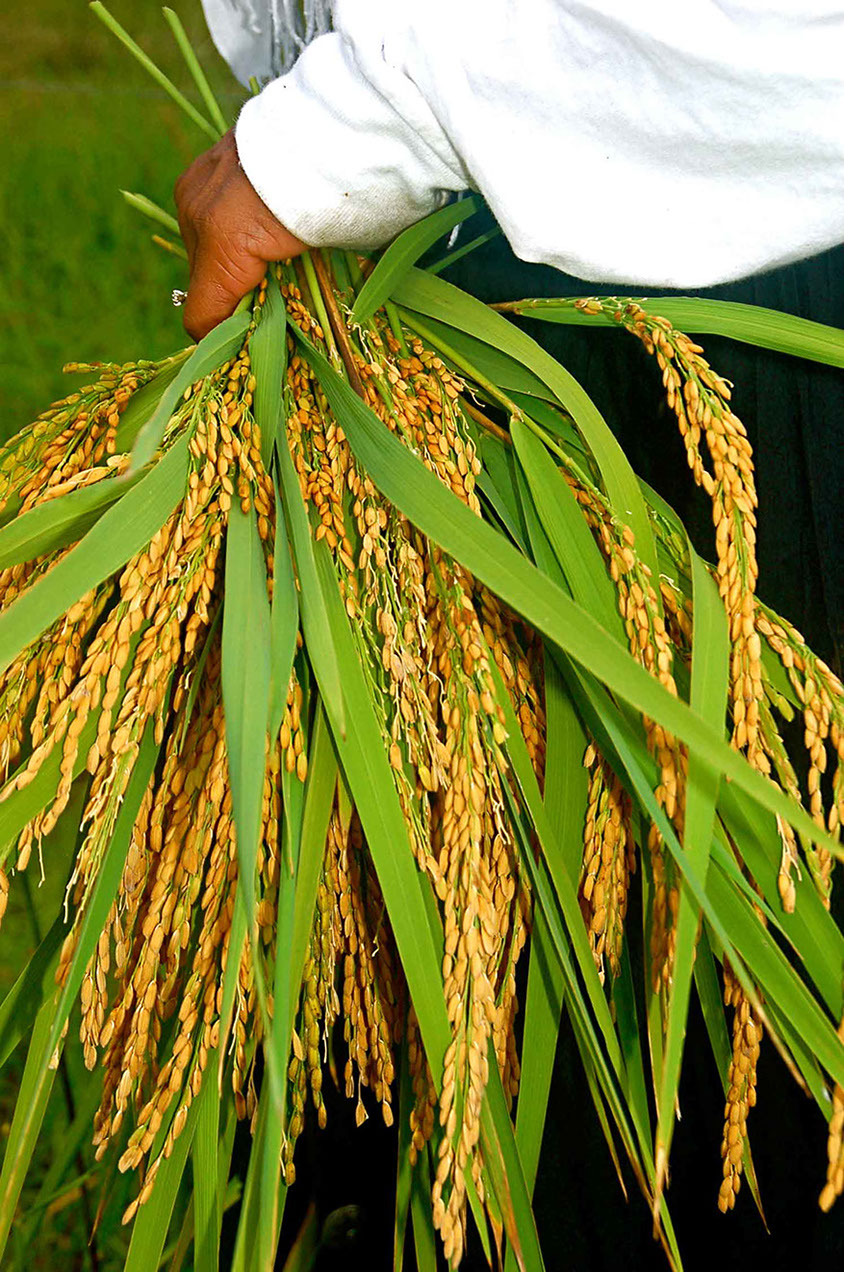 About – Gullah Grub